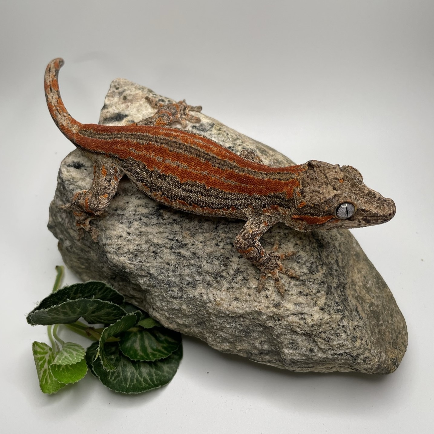 Charmie- RTB Red Stripe Female Gargoyle Gecko by Sydney Sand's Reptiles ...