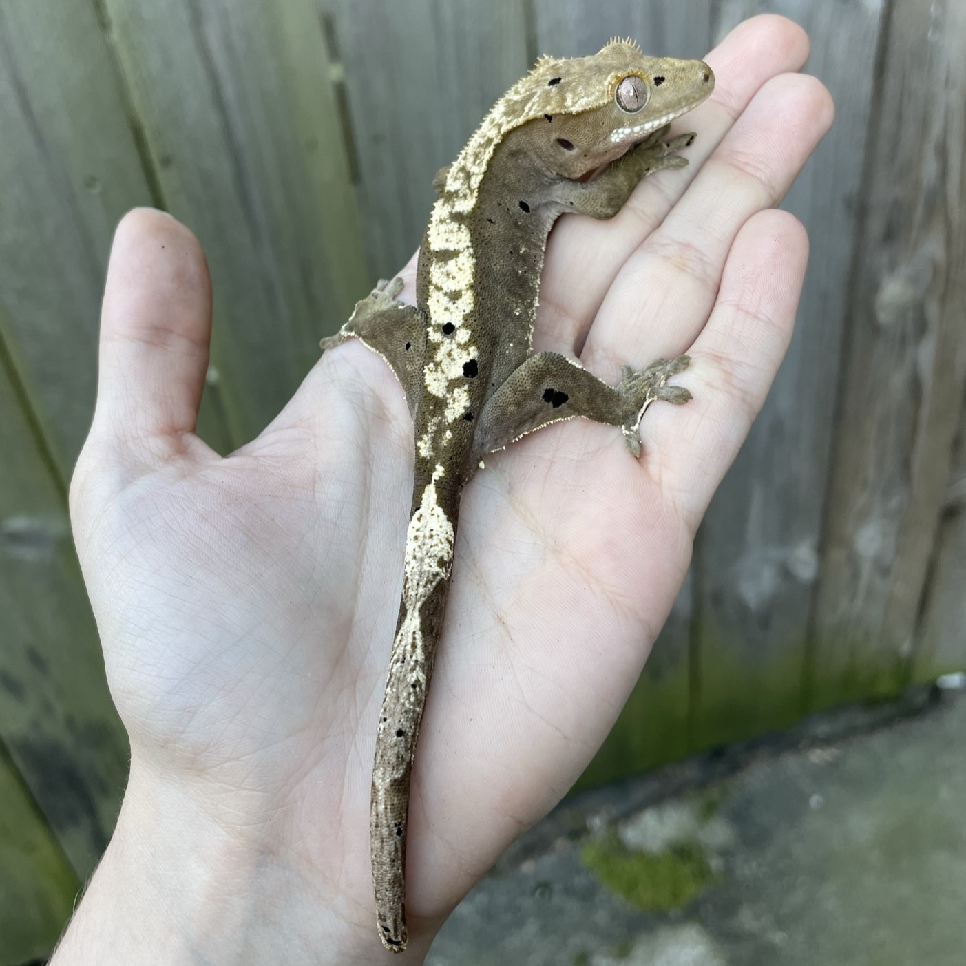 Dromoka- Flame Dalmation Crested Gecko by Sydney Sand's Reptiles ...