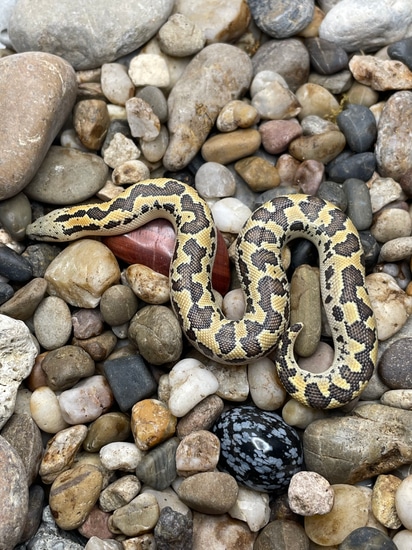 Rough Scale Sand Boa Rough-Scaled Sand Boa by Sydney Sand's Reptiles
