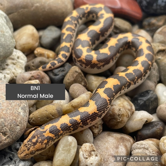 Normal Male Kenyan Sand Boa by Sydney Sand's Reptiles