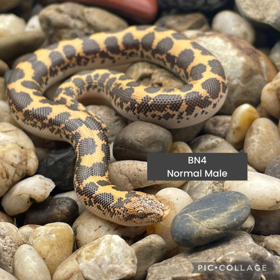 Normal Male Kenyan Sand Boa by Sydney Sand's Reptiles