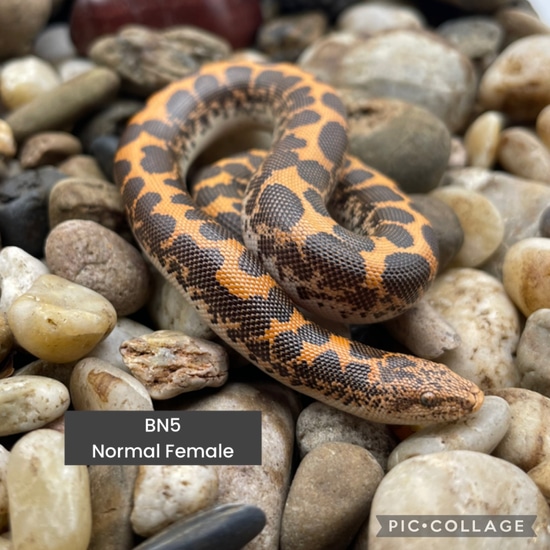 Normal Female Kenyan Sand Boa by Sydney Sand's Reptiles
