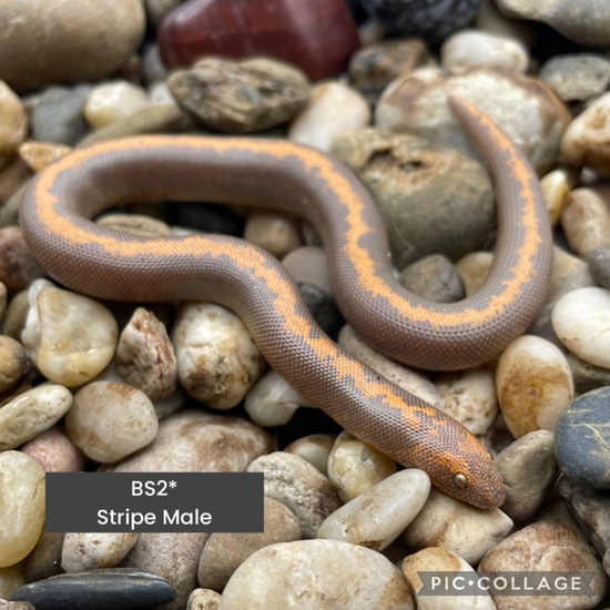 Normal Stripe Male Kenyan Sand Boa by Sydney Sand's Reptiles