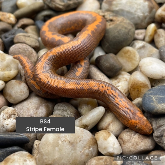 Normal Stripe Female Kenyan Sand Boa by Sydney Sand's Reptiles