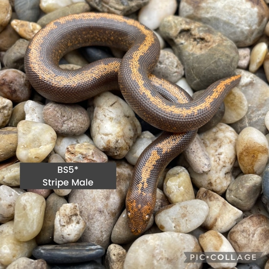 Normal Stripe Male Kenyan Sand Boa by Sydney Sand's Reptiles