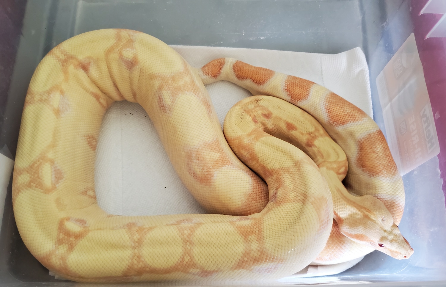 Albino Red-tailed Boa. Healthy Rescue, Not Much Known About History ...