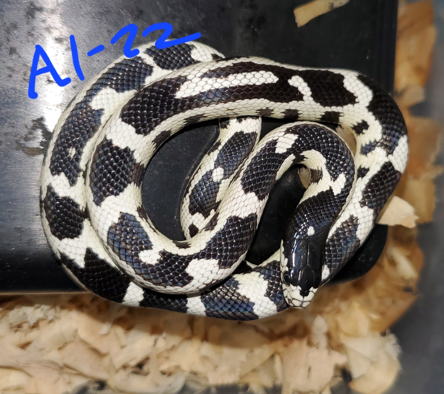 Aberrant California Kingsnake by Silverlight Hollow - MorphMarket