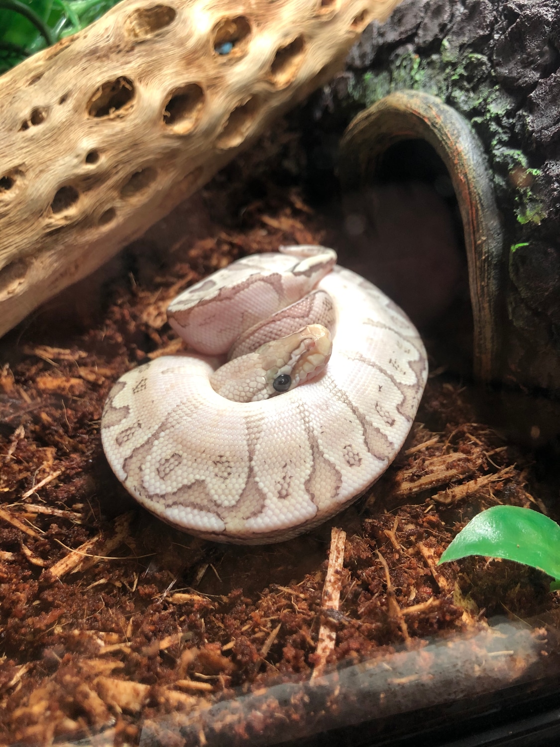 Bamboo Firefly Ball Python By Synergenetic Reptiles Morphmarket