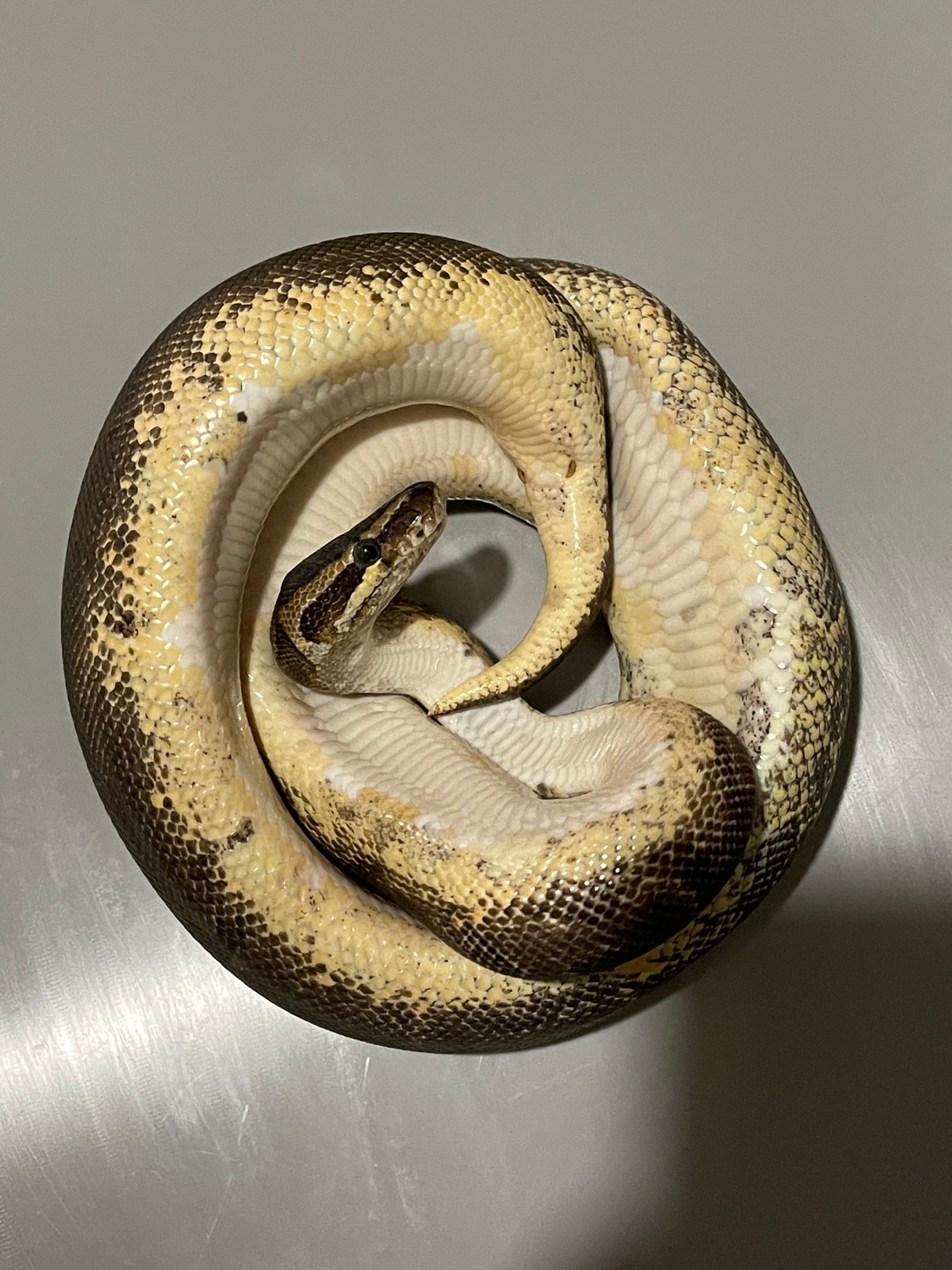 PB Enchi Pied Ball Python by SynerGenetic Reptiles - MorphMarket