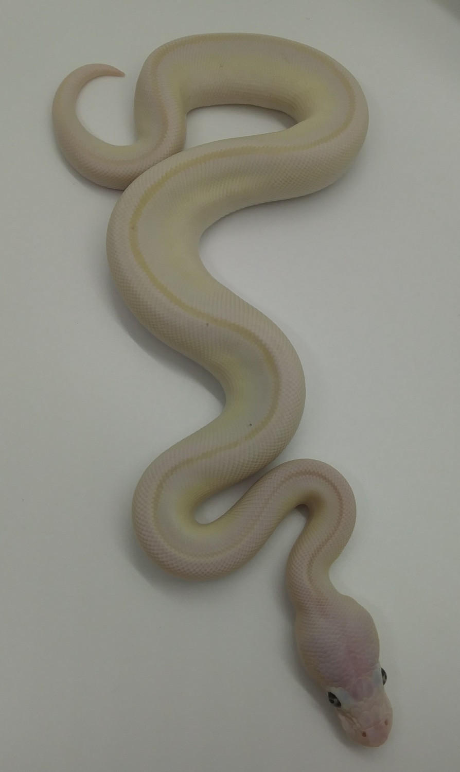 BEL Ball Python by Prism Pythons - MorphMarket