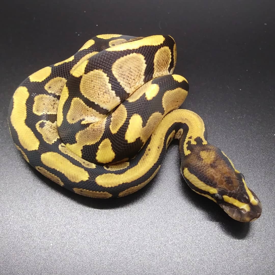 Fire 100% Het Desert Ghost Ball Python by Prism Pythons - MorphMarket