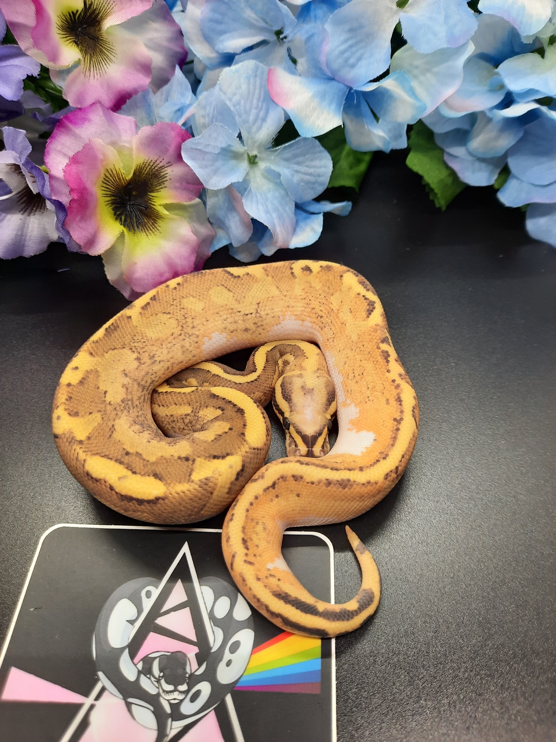 Vanilla Cream Yellowbelly Ball Python by Prism Pythons - MorphMarket