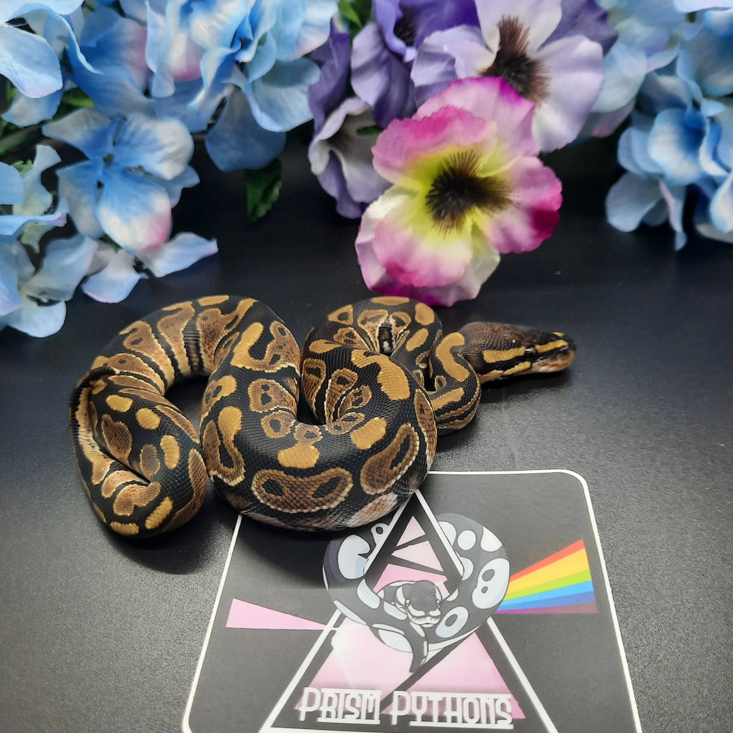 Normal Het Clown Ball Python by Prism Pythons - MorphMarket