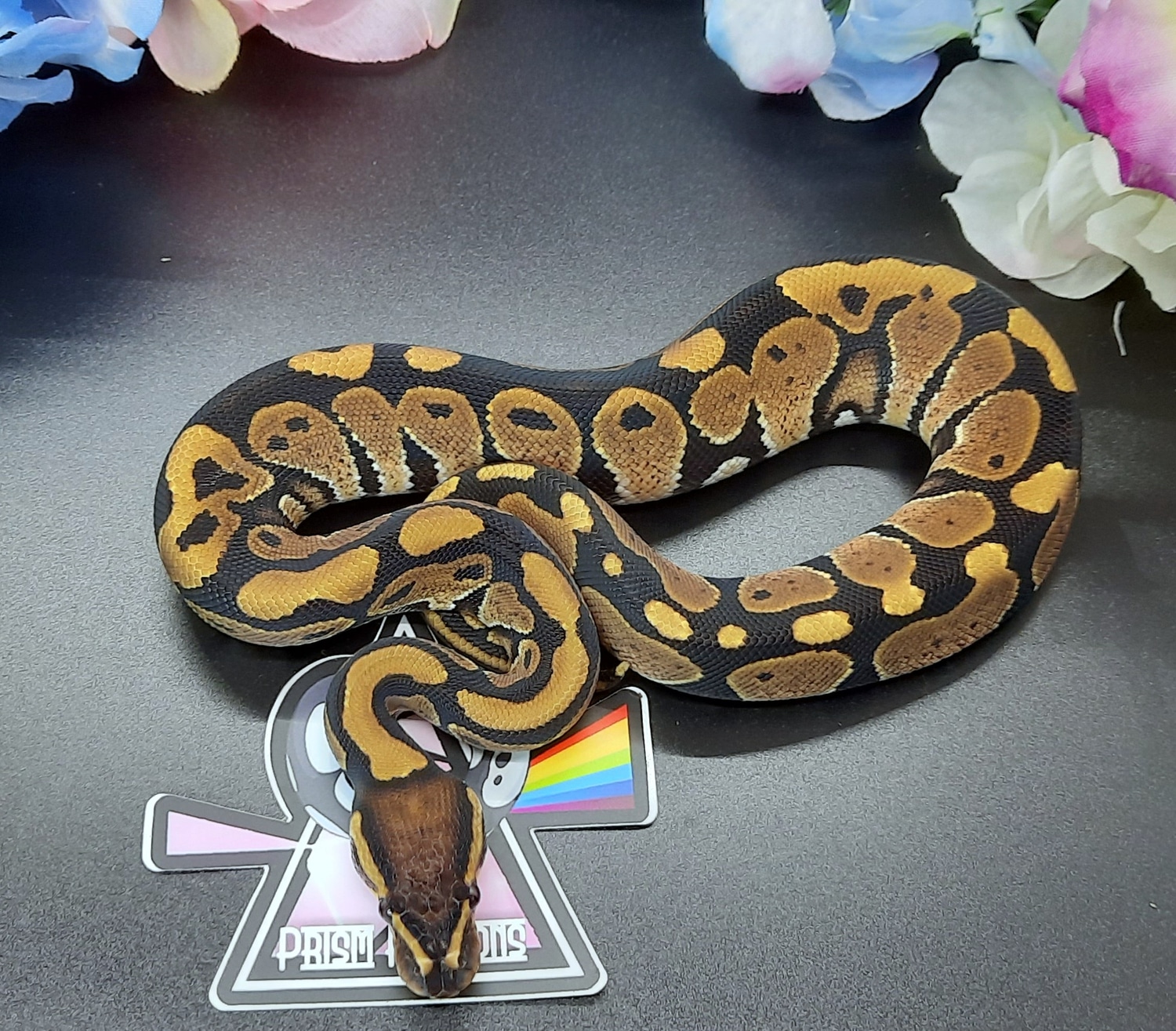 Arroyo Ball Python by Prism Pythons - MorphMarket