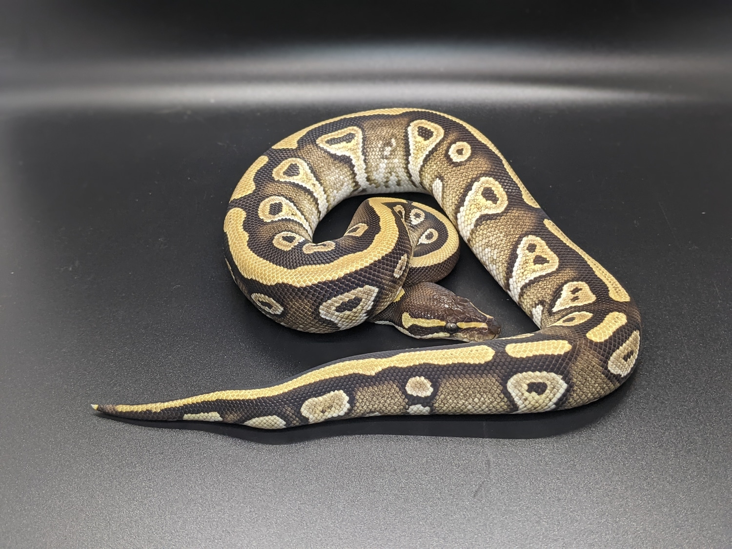 Mojave Arroyo Ball Python by Prism Pythons - MorphMarket
