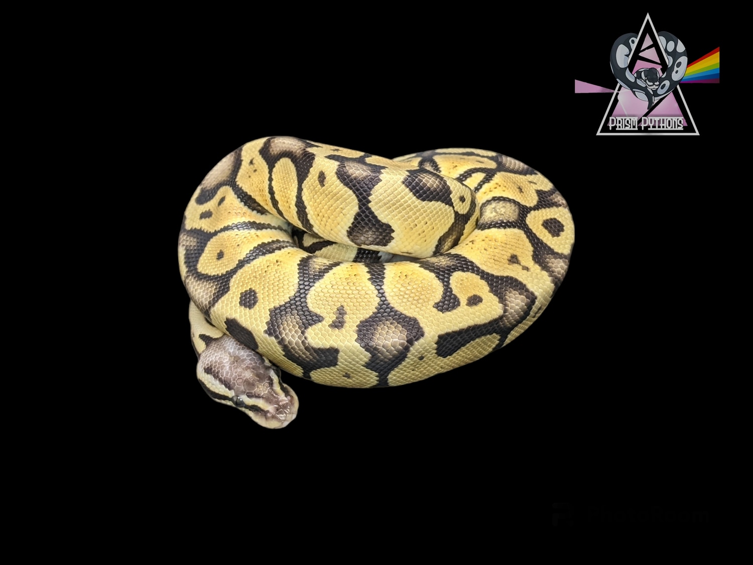 Super Pastel Het Desert Ghost Ball Python by Prism Pythons - MorphMarket