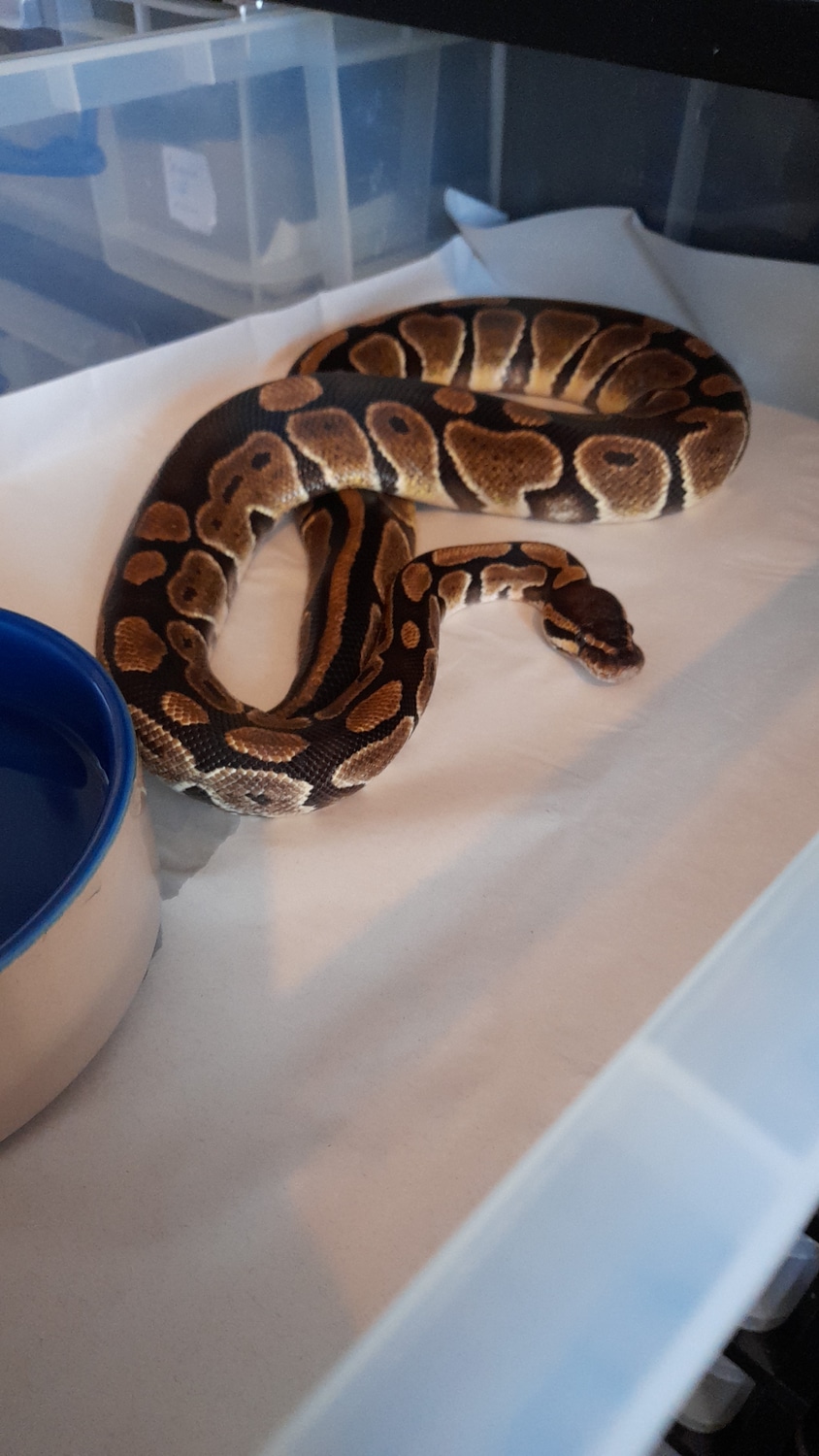Het Russo Ball Python by Sziren's Snakes - MorphMarket