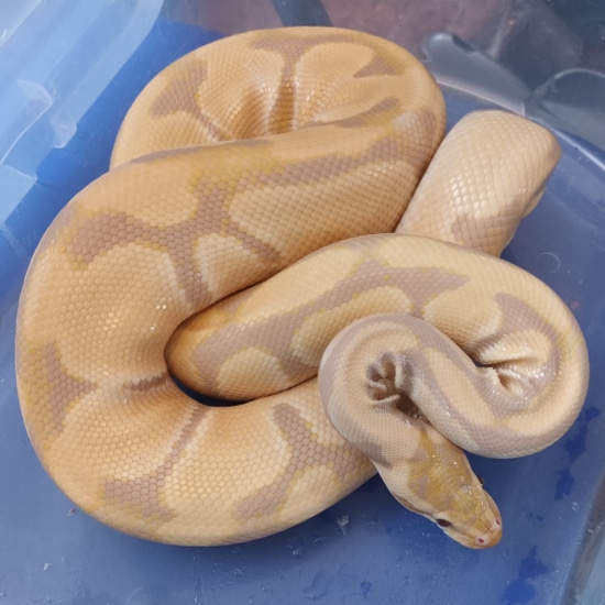 Toffino (Albino Toffee) Ball Python by Sziren's Snakes