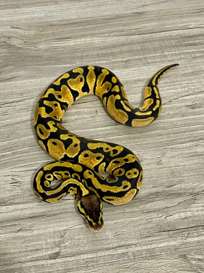 Pastel Het Sunset Ball Python by Serpent Collective