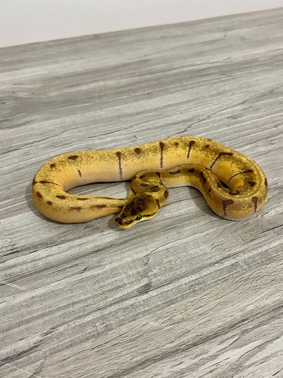 Orange Dream Enchi Pinstripe Het Sunset Ball Python by Serpent Collective