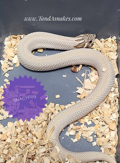 Arctic Superconda 50% Het Albino/axanthic (Snow) Western Hognose by T ...