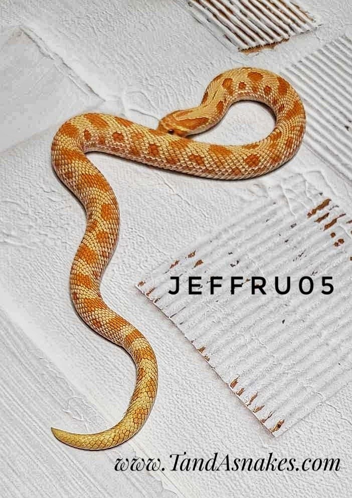 Albino, Anaconda, at least 50% het Sable (sunburst)