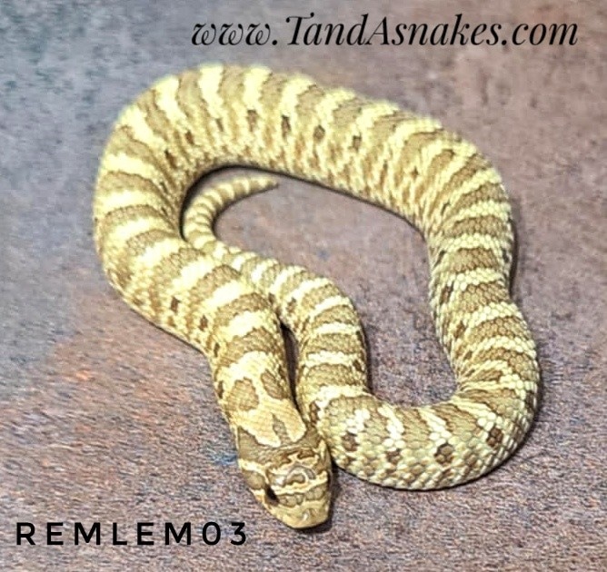 Stunning 100% Pure Lemon Ghost