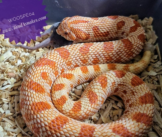 Beautiful Sub Adult Male! FREE SHIPPING! Western Hognose by T and A Snakes