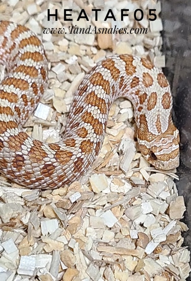 Arctic Toffee Belly 50% Het Lavender Western Hognose by T and A Snakes