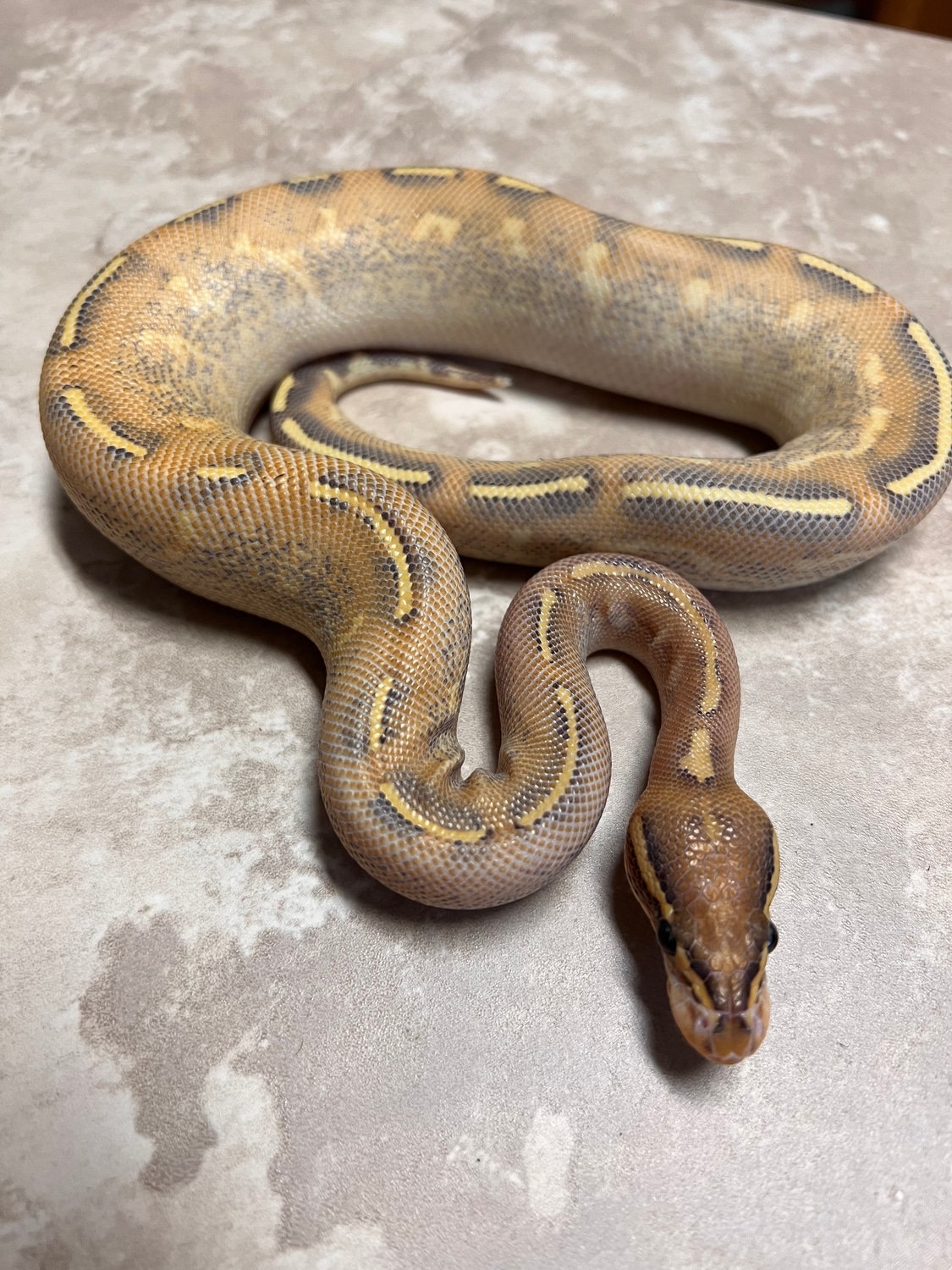 Highway Ball Python by Cronin Constrictors - MorphMarket