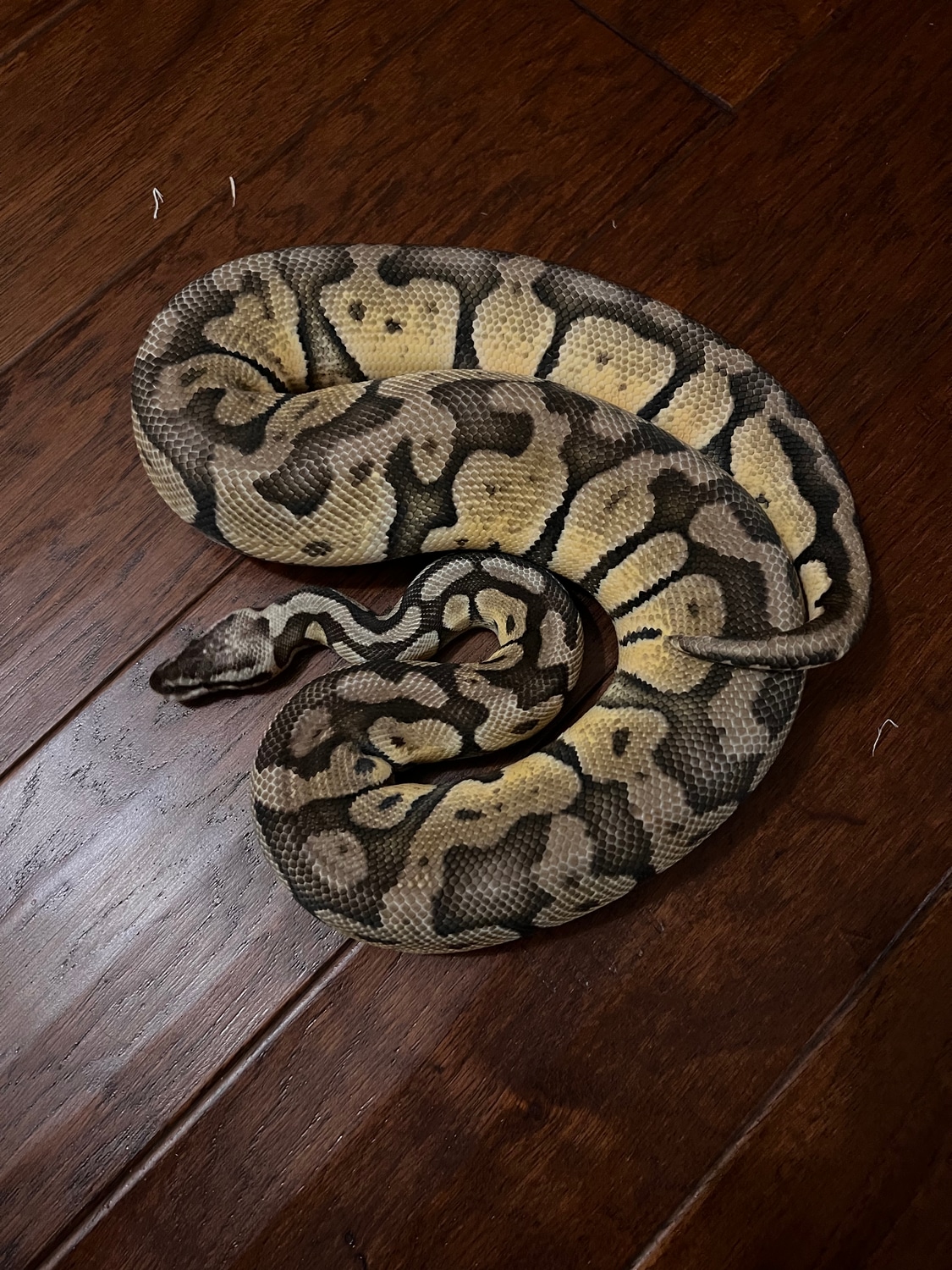 Super Pastel %100 Het Desert Ghost 1560 Grams Ball Python by Cronin ...