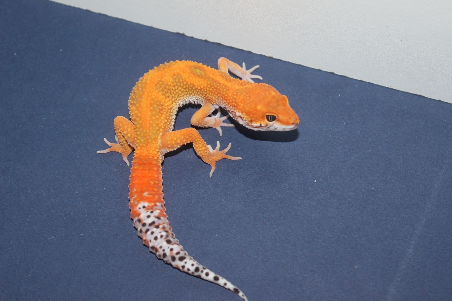 Tangerine 66% Ph Murphy Patternless & Blizzard Leopard Gecko by T ...