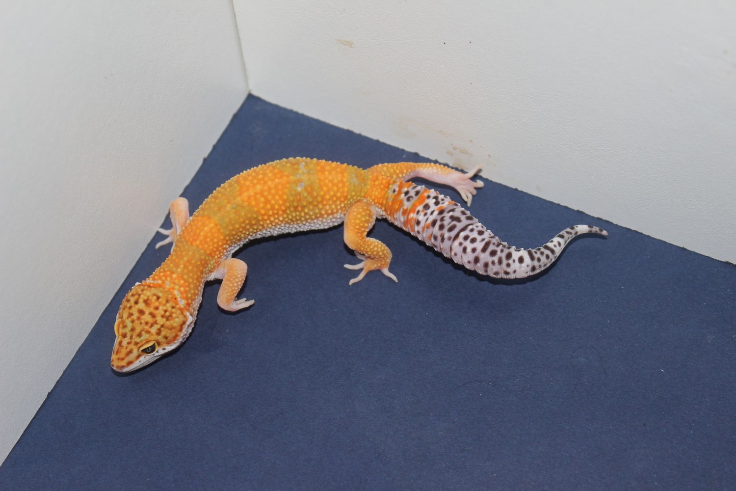 Tangerine 66% Ph Murphy Patternless & Blizzard Leopard Gecko by T ...