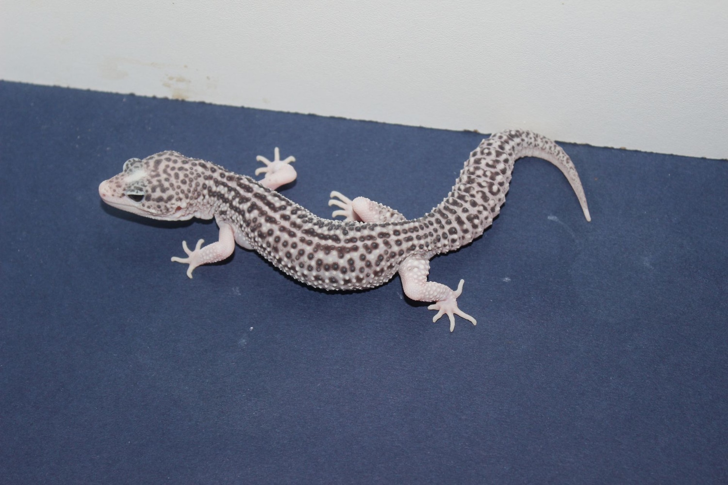Super Snow Eclipse 50% Ph Diablo Blanco Leopard Gecko by T-Dragons ...
