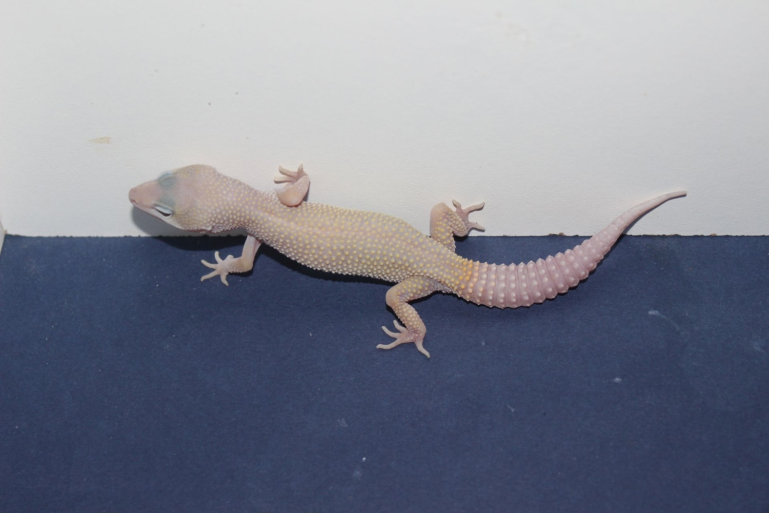 Blizzard 66% Ph Murphy Patternless Leopard Gecko by T-Dragons - MorphMarket