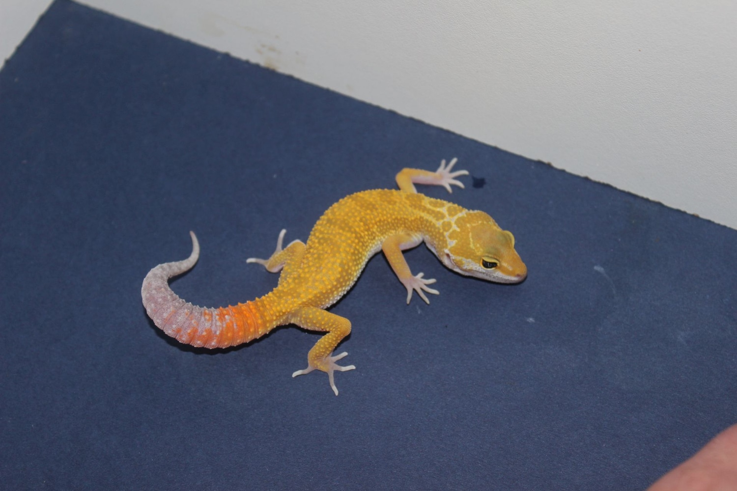 Tangerine Murphy Patternless 66% Ph Blizzard Leopard Gecko by T-Dragons ...
