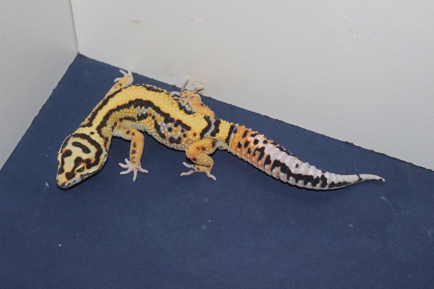 Tangerine Bandit Leopard Gecko by T-Dragons - MorphMarket