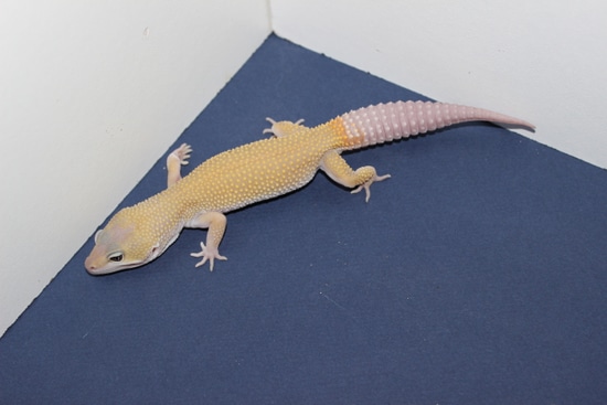 Blizzard 66% Ph Murphy Patternless Leopard Gecko by T-Dragons