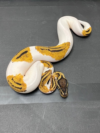 Pastel Yellowbelly Piebald 100% Het Desert Ghost Ball Python by T-Dragons