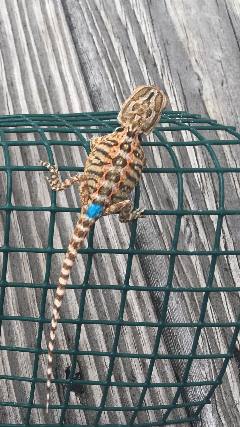 Red Leatherback Bearded Dragon Central Bearded Dragon by T&A exotics ...