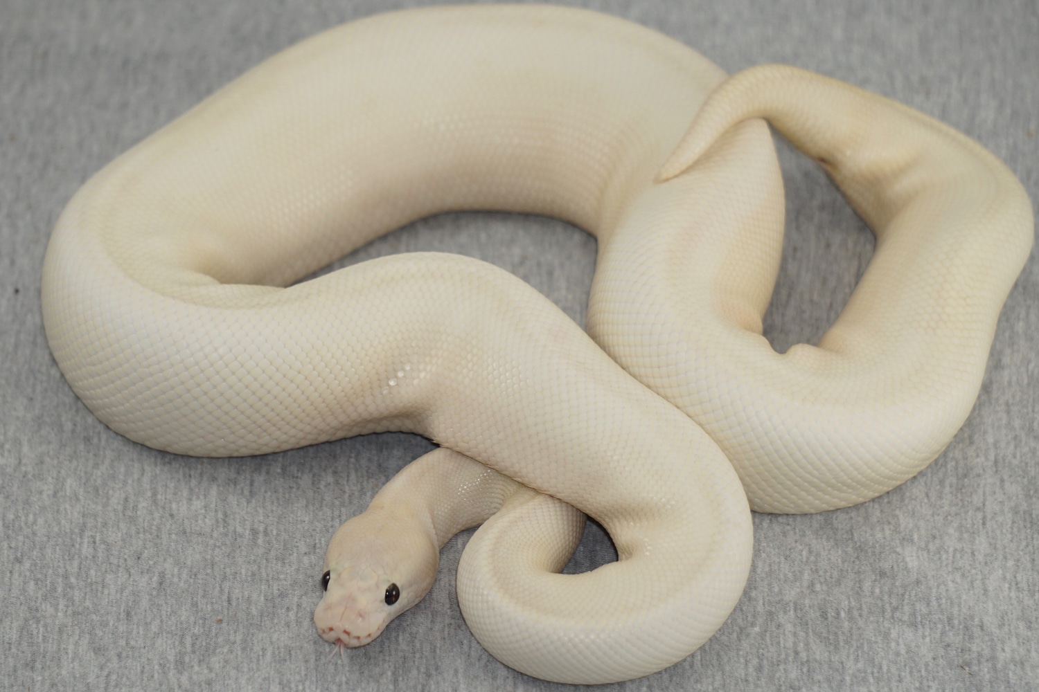 Ivory Butter Pastel Ball Python by asplundii Genetics - MorphMarket