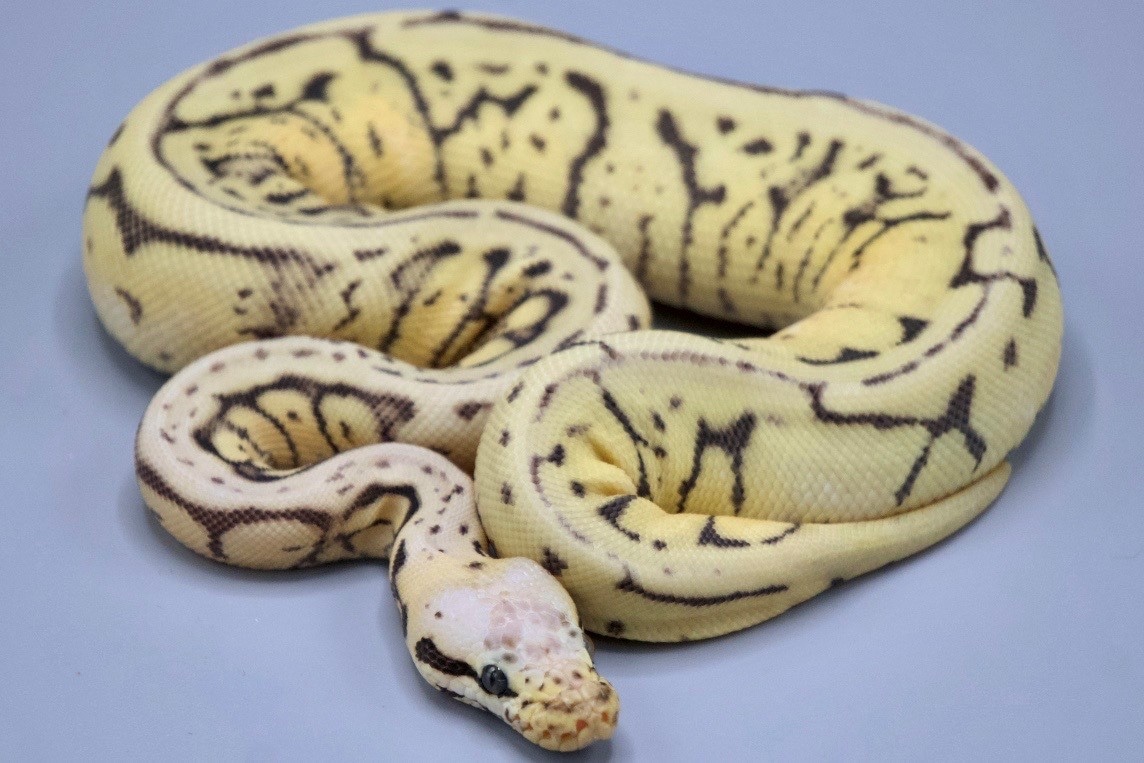 SuperPastel Acid Spider Ball Python by asplundii Genetics - MorphMarket