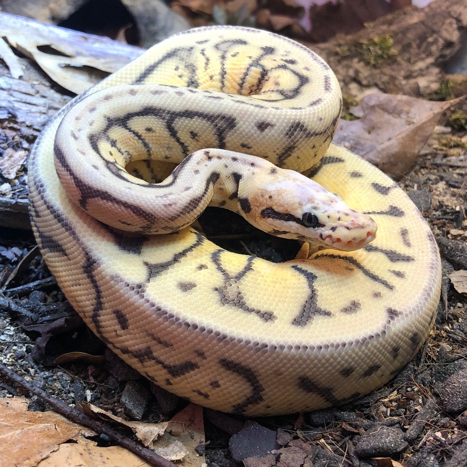 SuperPastel Acid Spider Ball Python by asplundii Genetics - MorphMarket