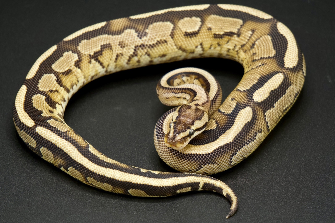 Asphalt Specter Ball Python by asplundii Genetics - MorphMarket