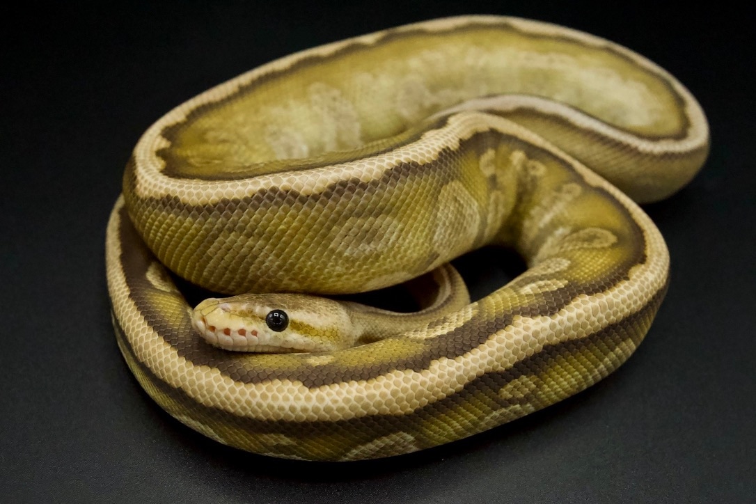 BlkPastel Cypress Woma Het Albino Ball Python by asplundii Genetics ...