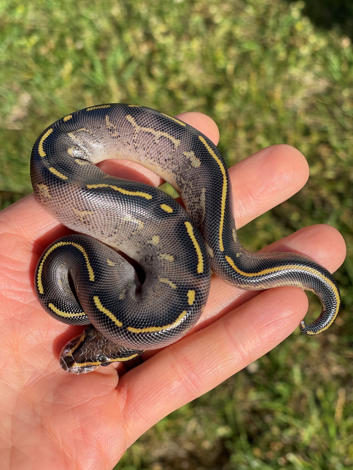 Freeway Ball Python by asplundii Genetics - MorphMarket