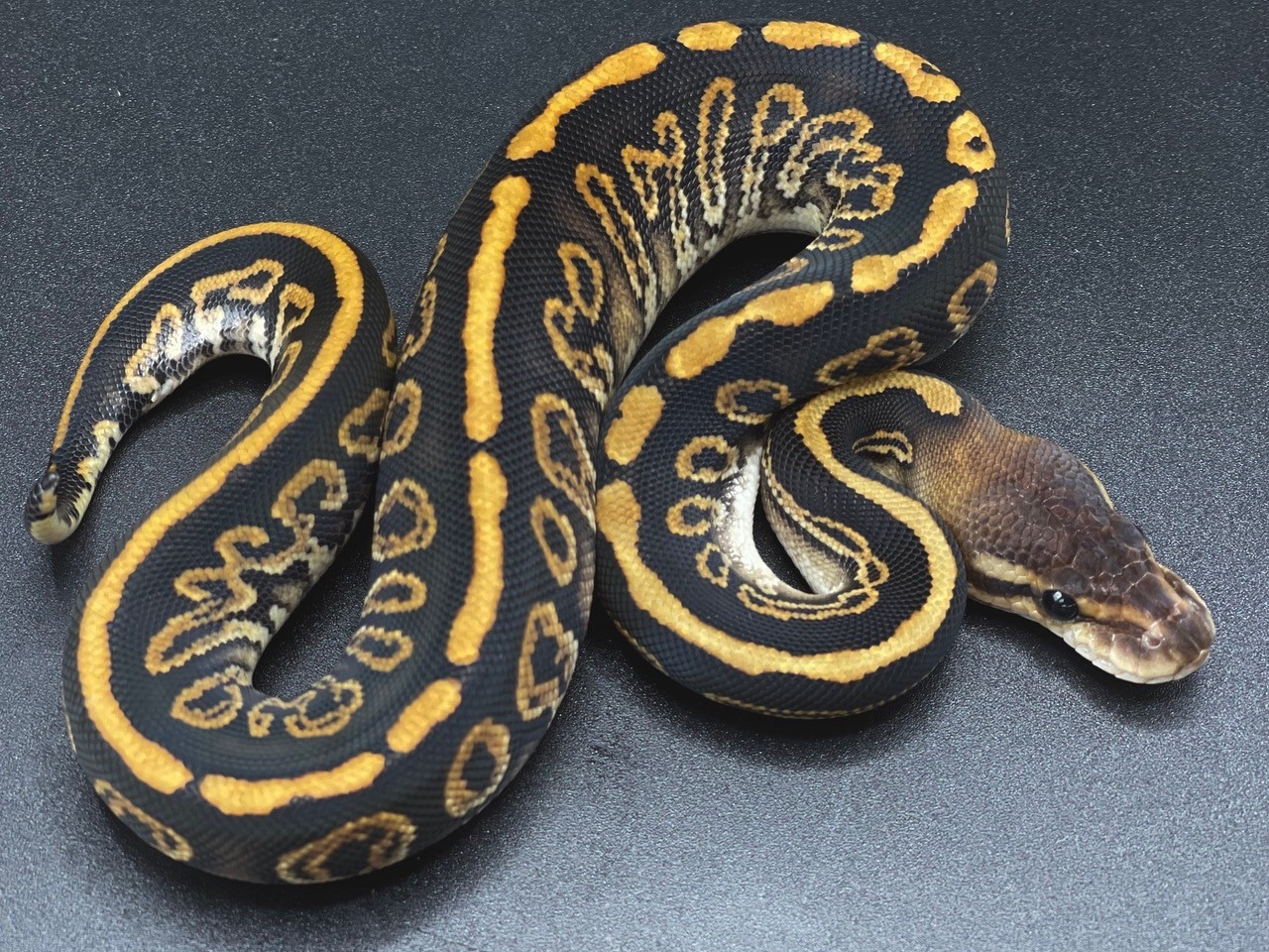 BlkPastel Cypress Ball Python by asplundii Genetics - MorphMarket