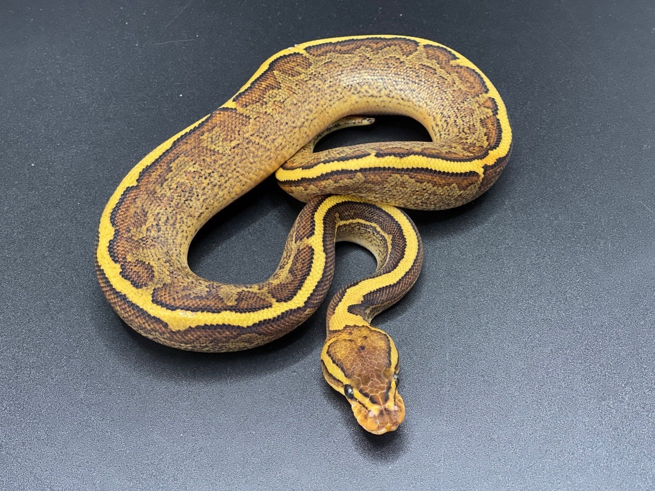SuperAsphalt Pin Ball Python by asplundii Genetics - MorphMarket