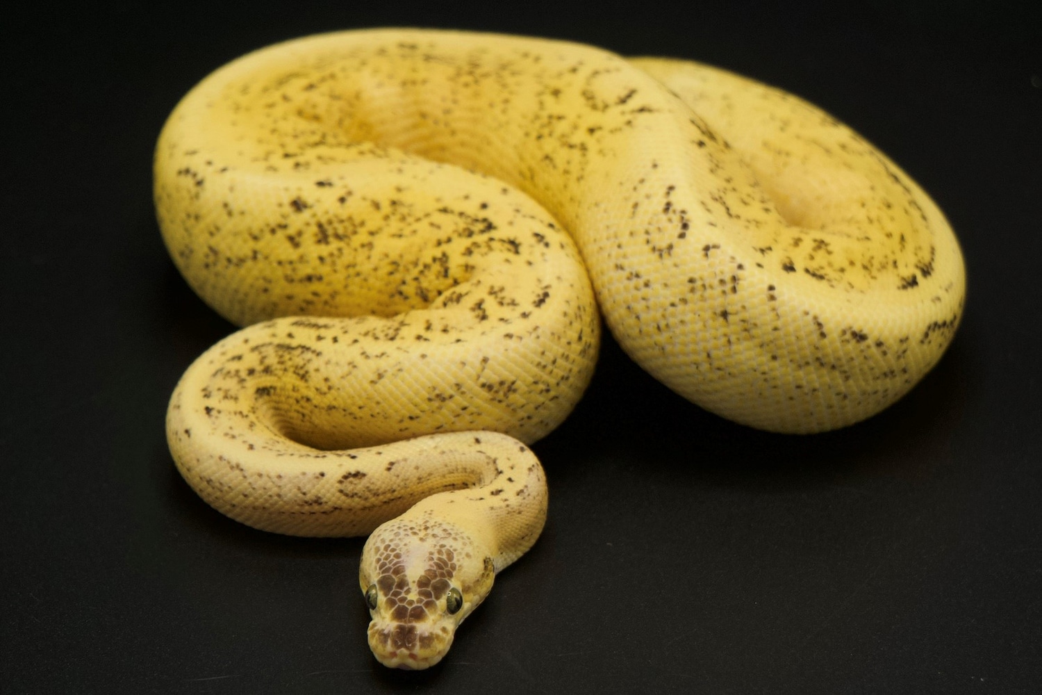 SuperAsphalt Pastel Pin Ball Python by asplundii Genetics - MorphMarket