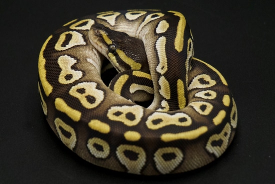 Mojave Het Genetic Stripe Ball Python by asplundii Genetics